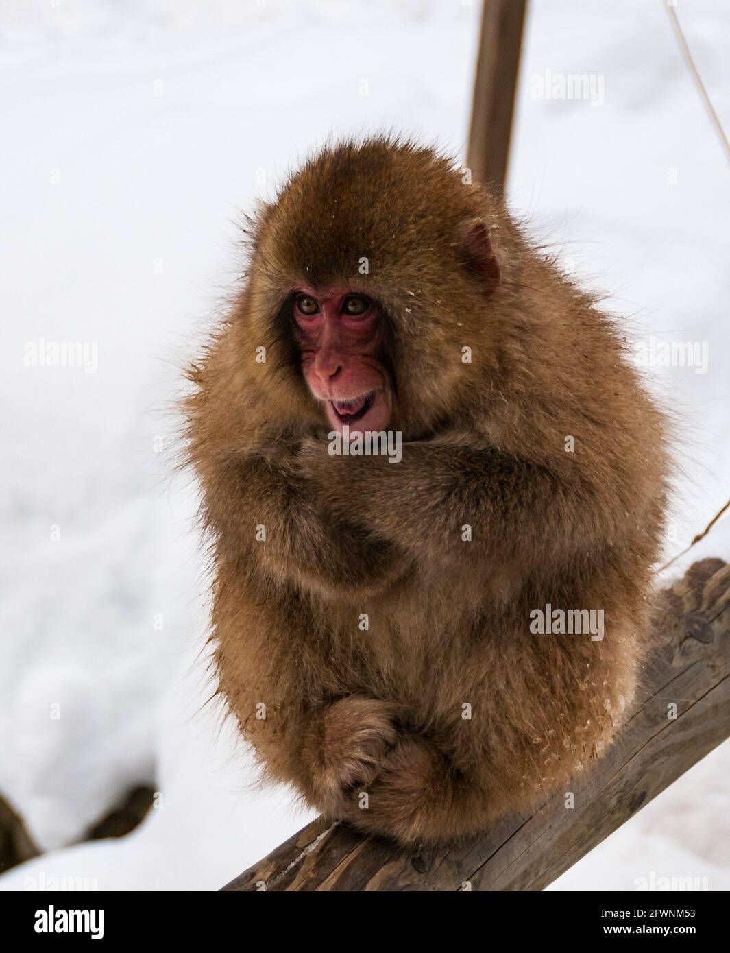 A baby snow monkey appears as a fluffy ball protecting itself against ...
