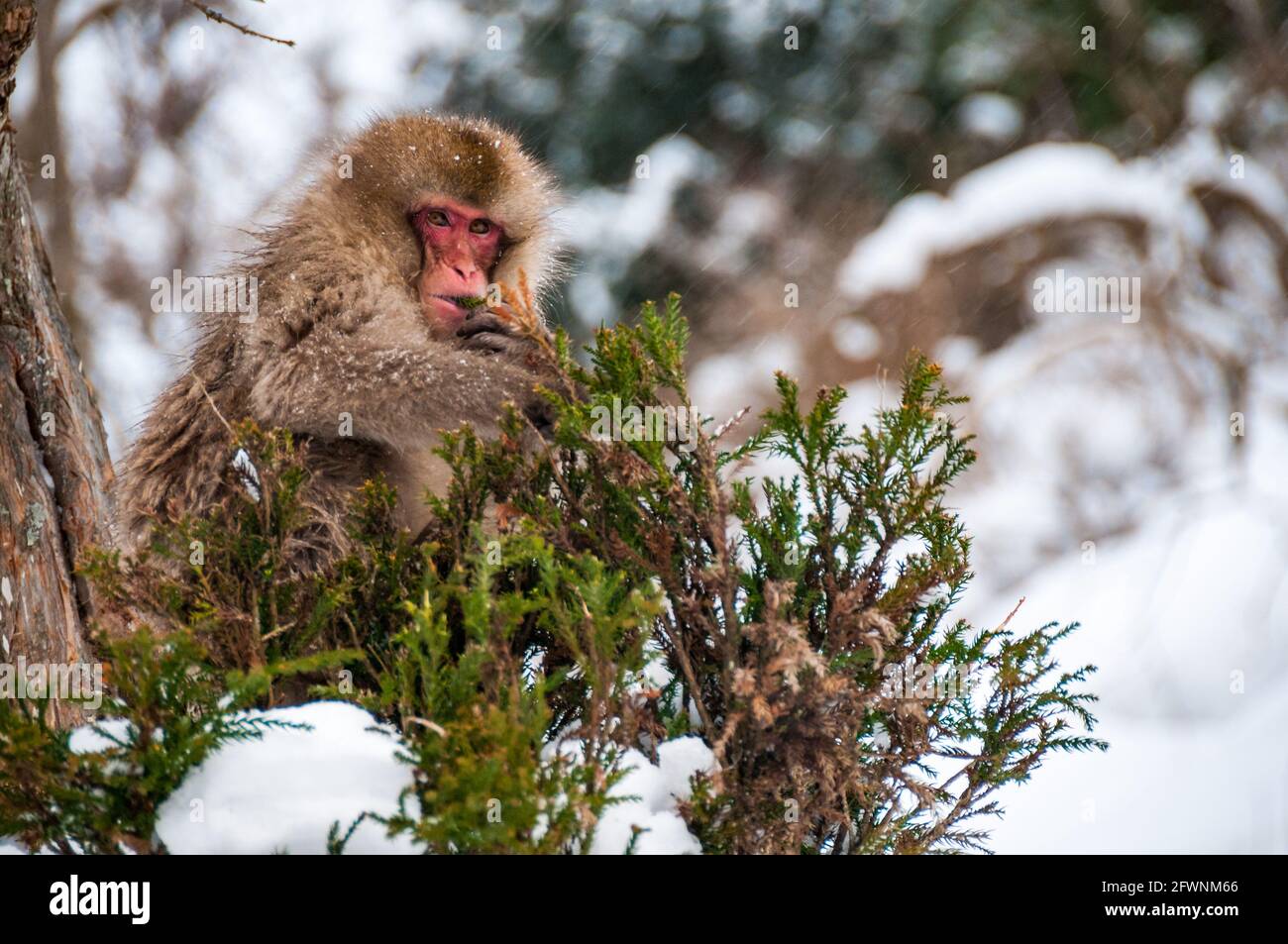 Japanese macaques tree hi-res stock photography and images - Alamy