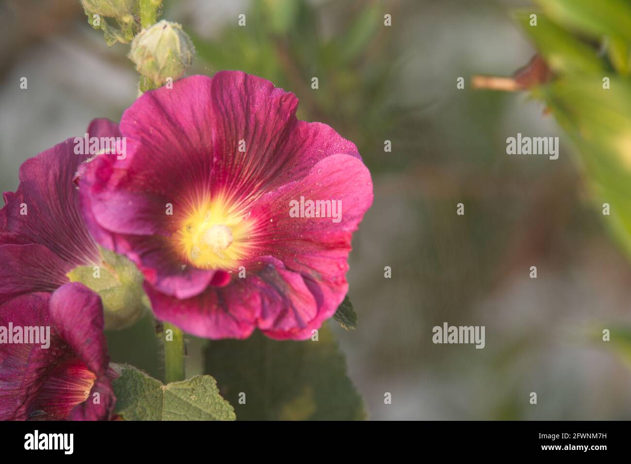 Alcea rosea, the common hollyhock, is an ornamental dicot flowering ...