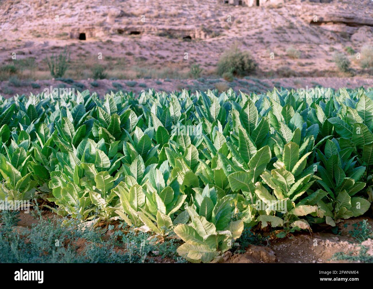 Tobacco planta hi-res stock photography and images - Alamy