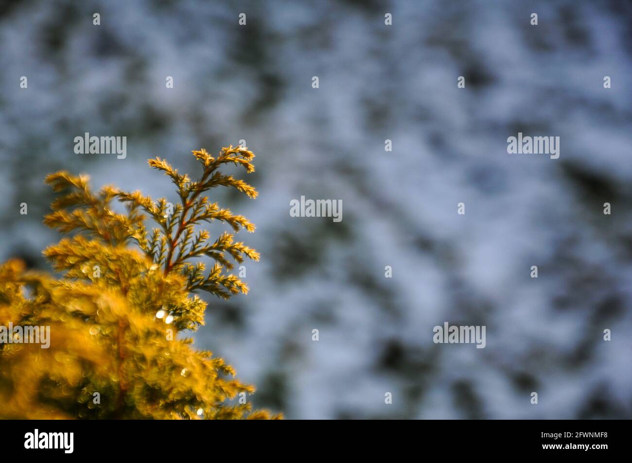 Grass bush detail hi-res stock photography and images - Alamy