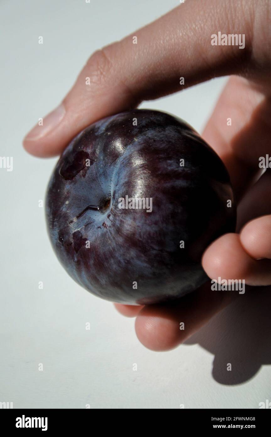 Close up on a hand holding a ripe plum on a white background Stock ...