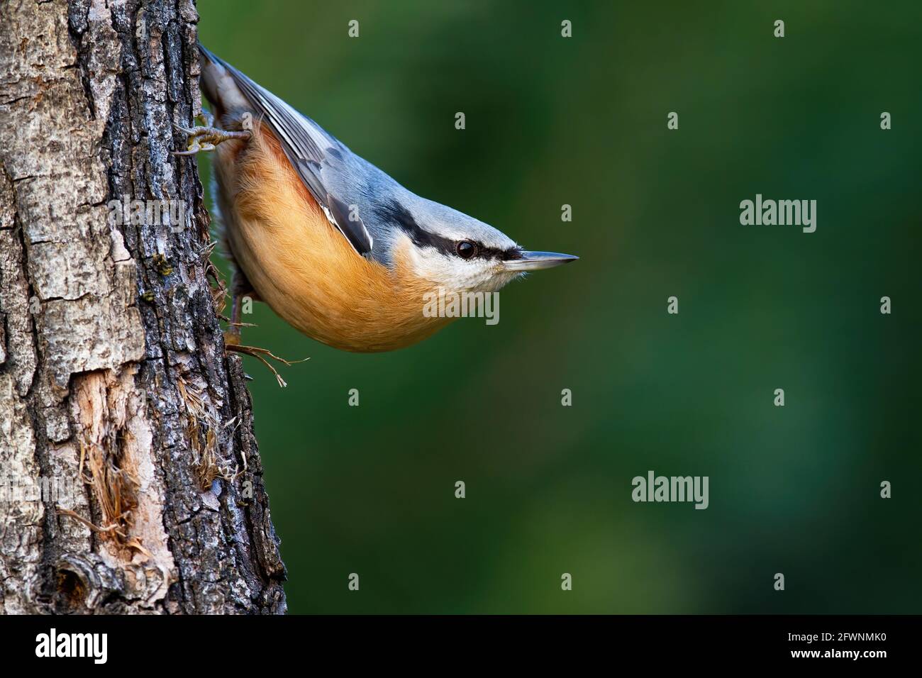 Cute eurasian nuthatch climbing down the tree in the green summer ...
