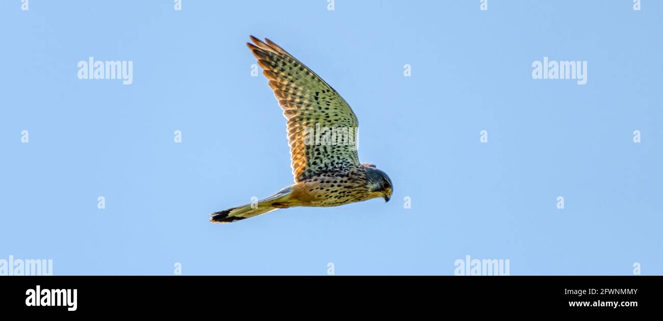 Web banner of a Kestrel bird of prey hovers against a beautiful blue ...