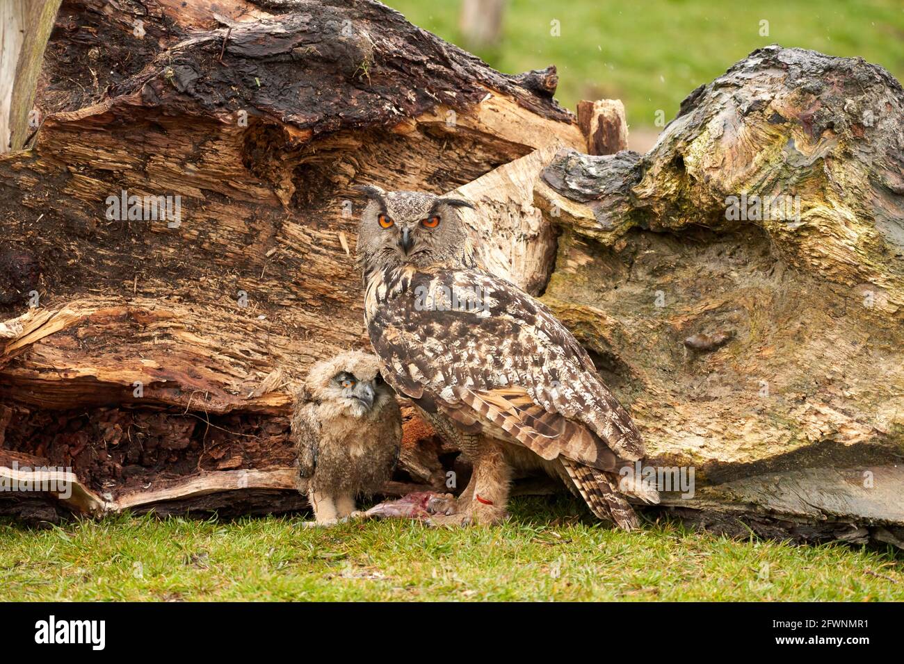 A six week old owl chick eagle owl with its mother. A piece of bloody ...