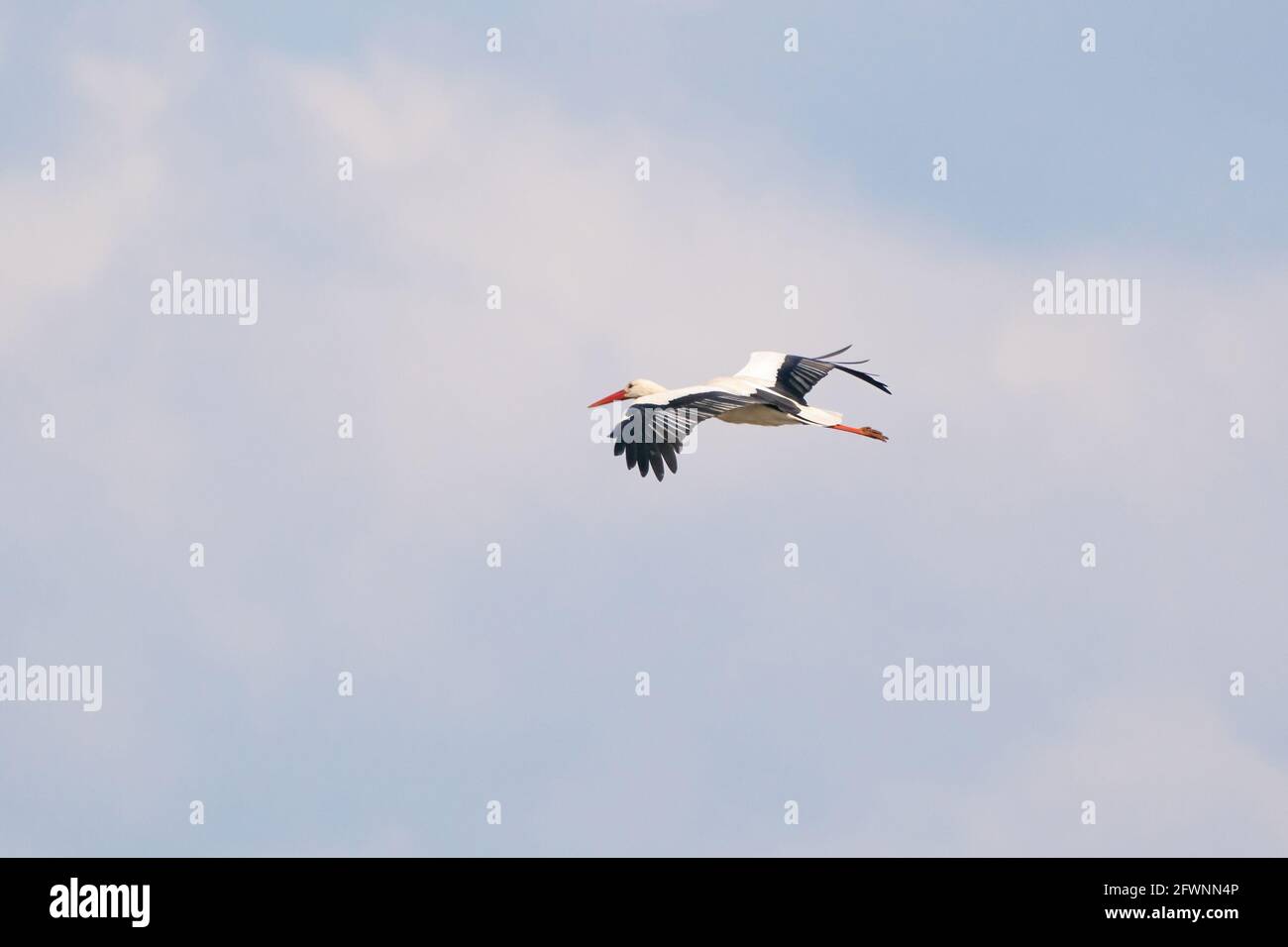 White stork young orange hi-res stock photography and images - Alamy