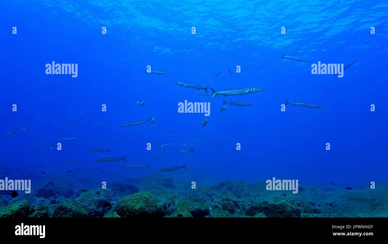 School Of Barracuda Fish Swimming Underwater High Resolution Stock ...