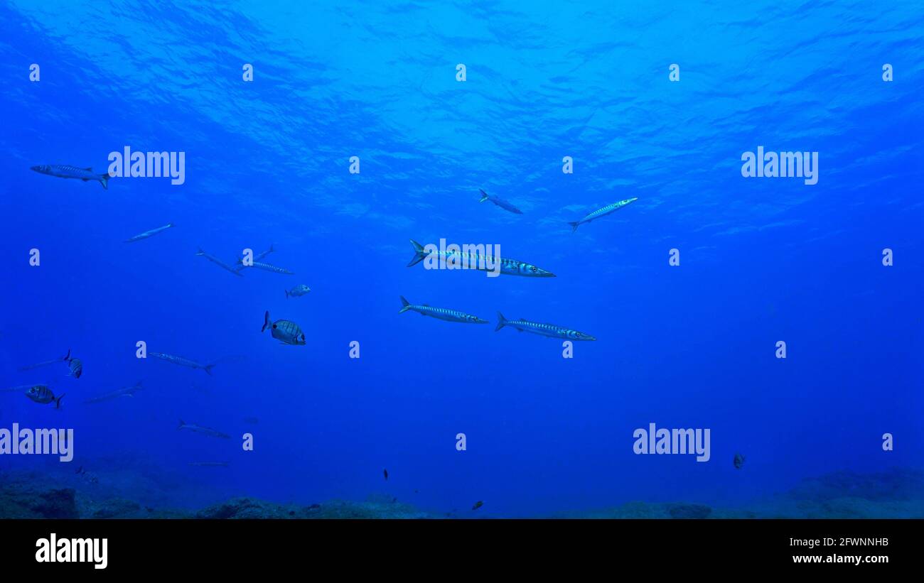 Barracuda fish swimming hi-res stock photography and images - Alamy