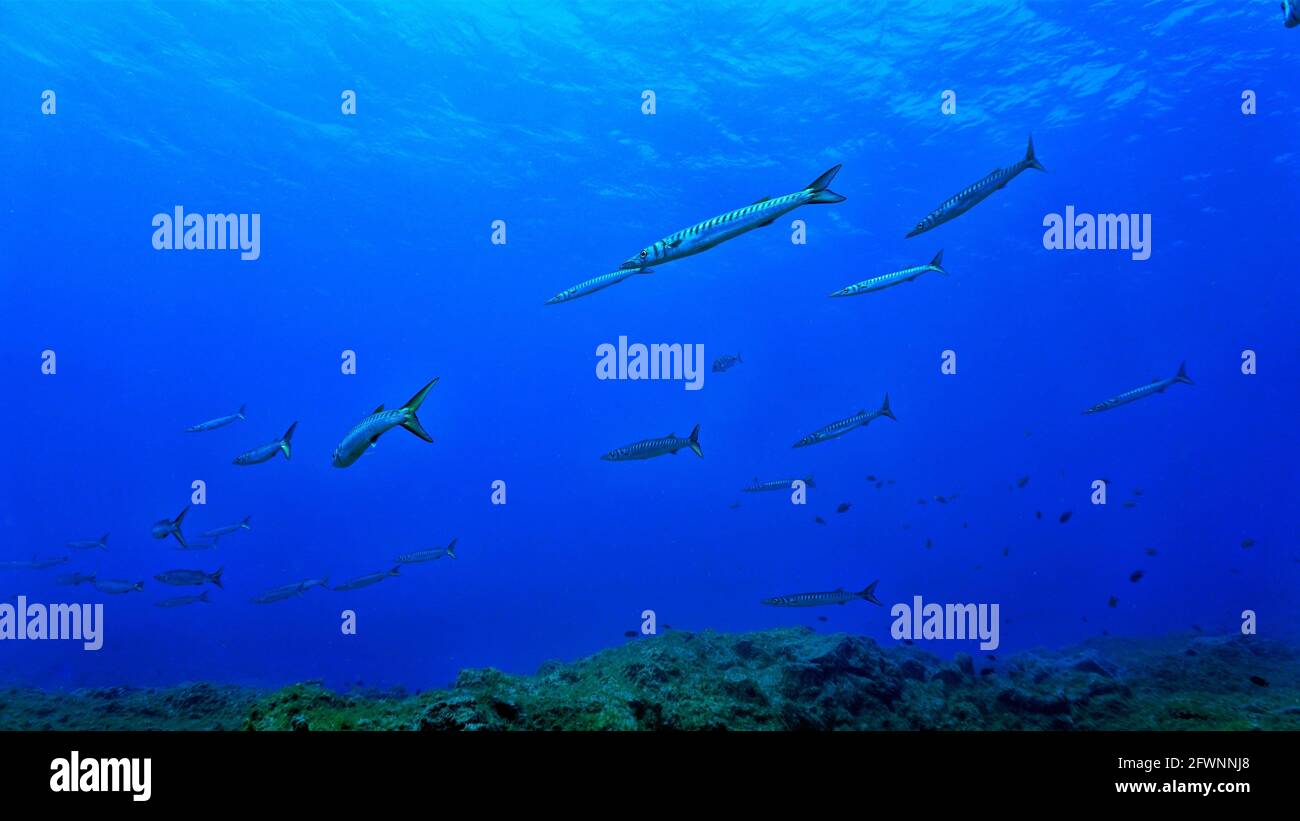 Barracuda fish swimming hi-res stock photography and images - Alamy
