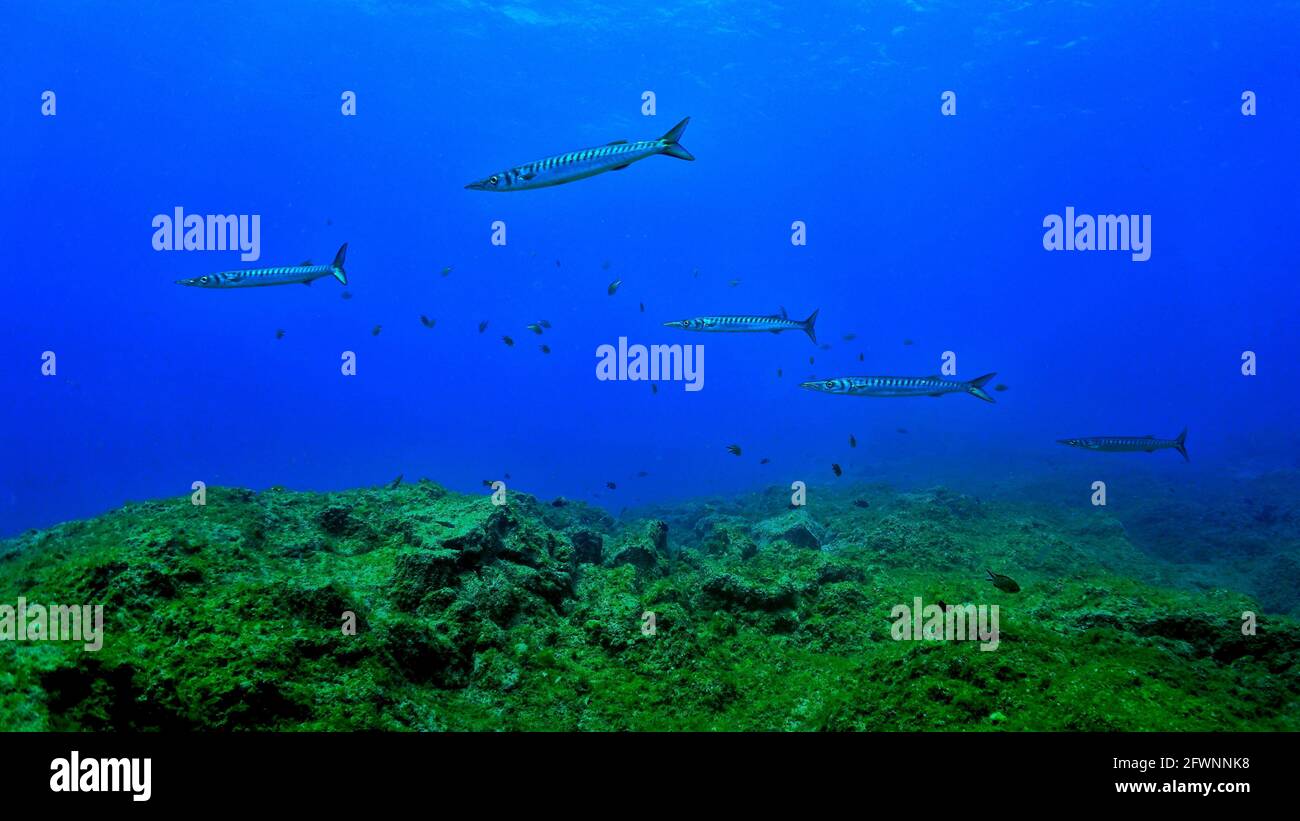 Barracuda fish swimming hi-res stock photography and images - Alamy