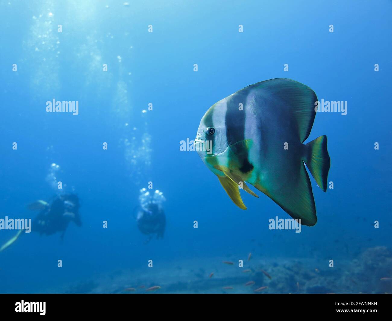 Beautiful fish in the sea hi-res stock photography and images - Alamy