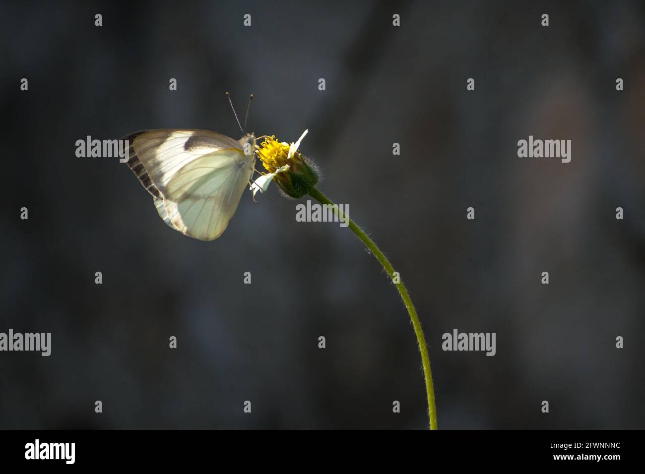 Common butterfly in india hi-res stock photography and images - Alamy