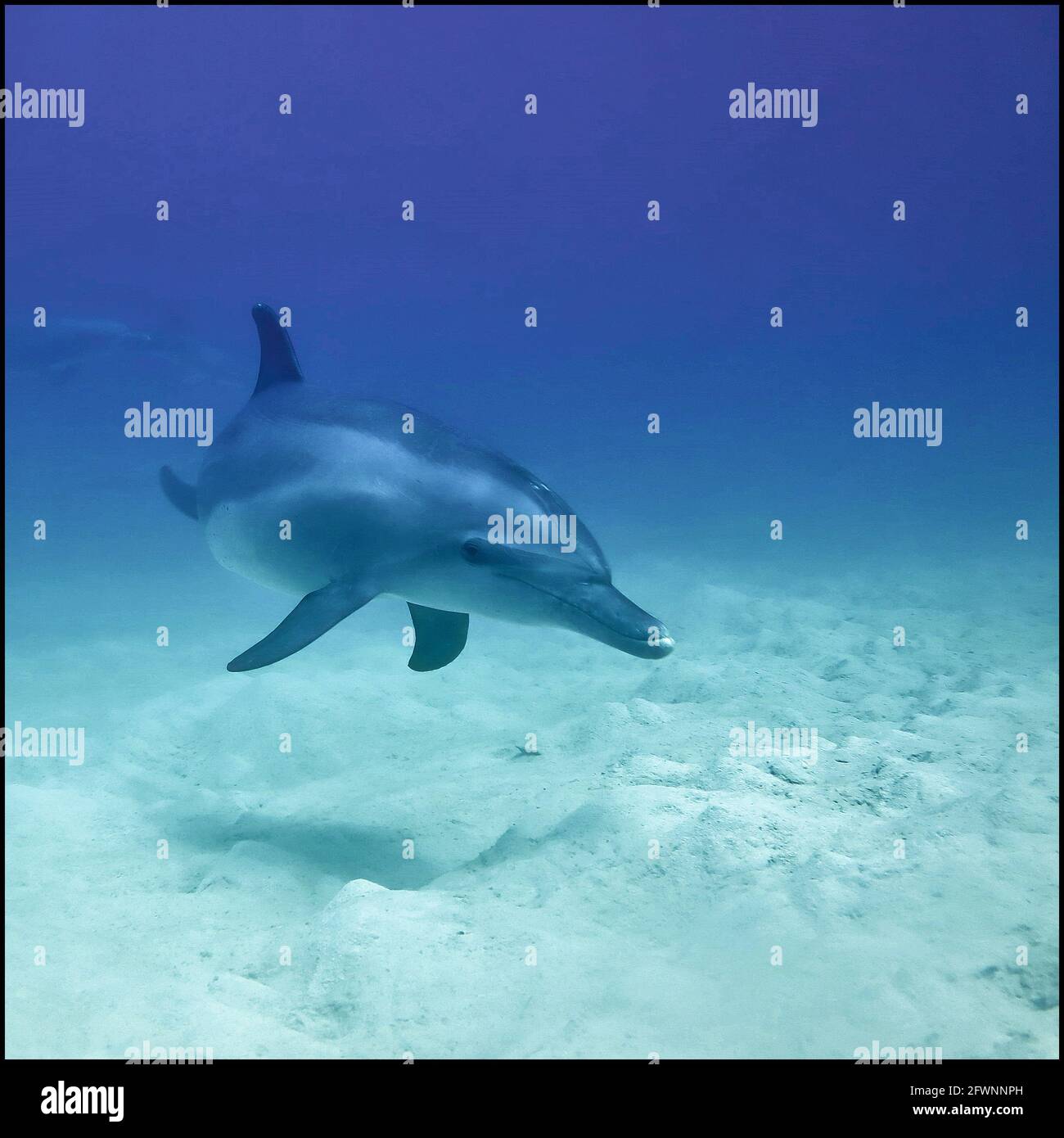 Active dolphins hi-res stock photography and images - Alamy