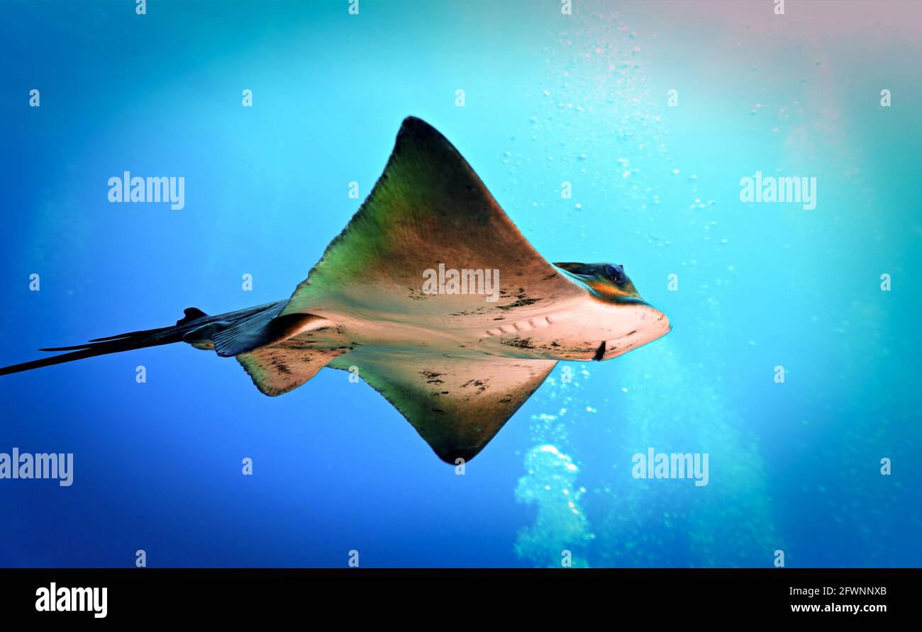 Bullray High Resolution Stock Photography and Images - Alamy