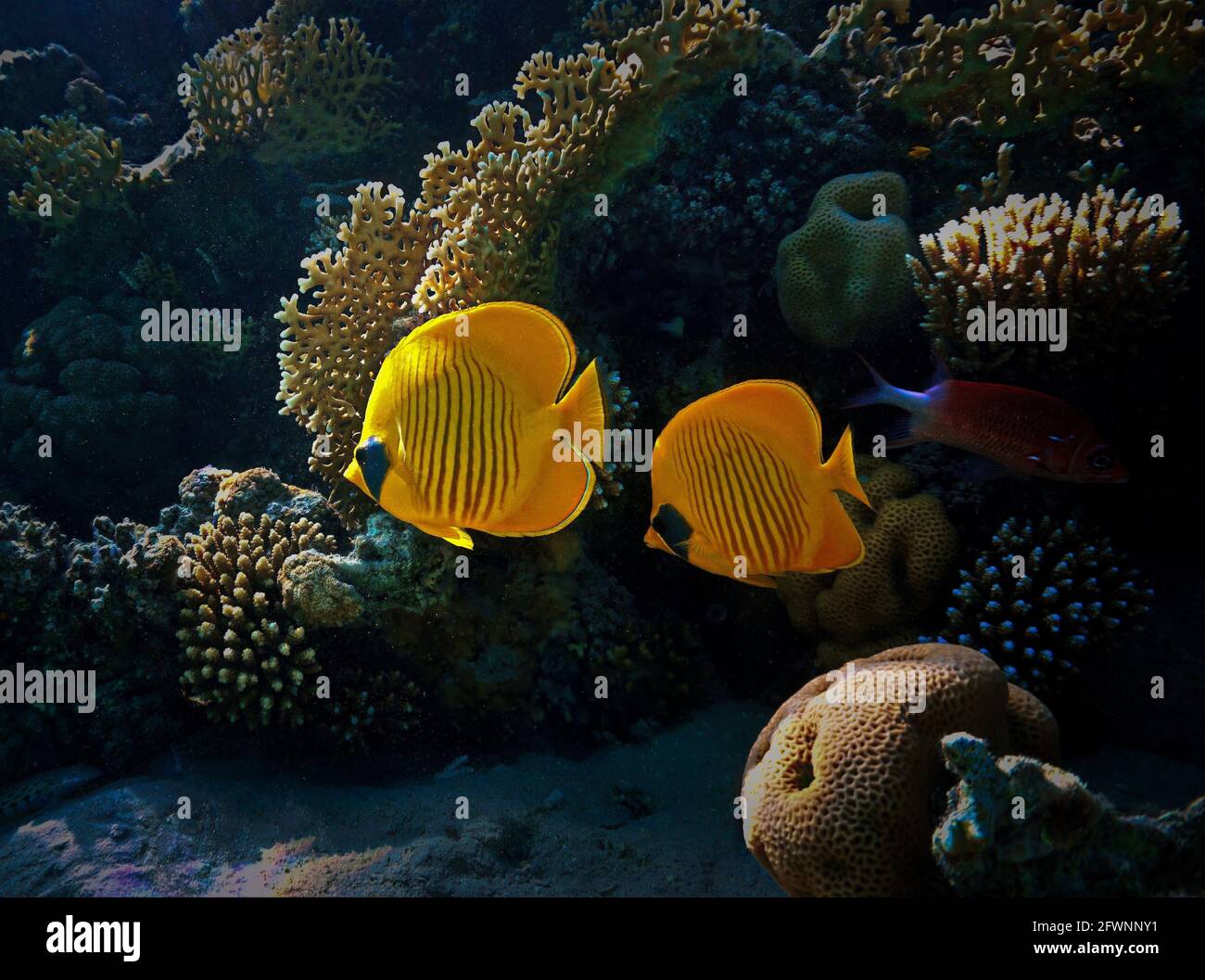 Pair of red sea bannerfish hi-res stock photography and images - Alamy