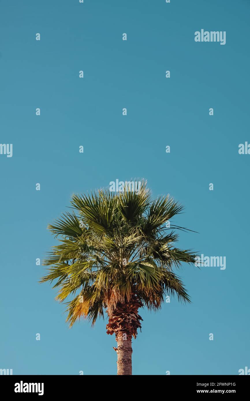 Tropic palm tree hi-res stock photography and images - Alamy