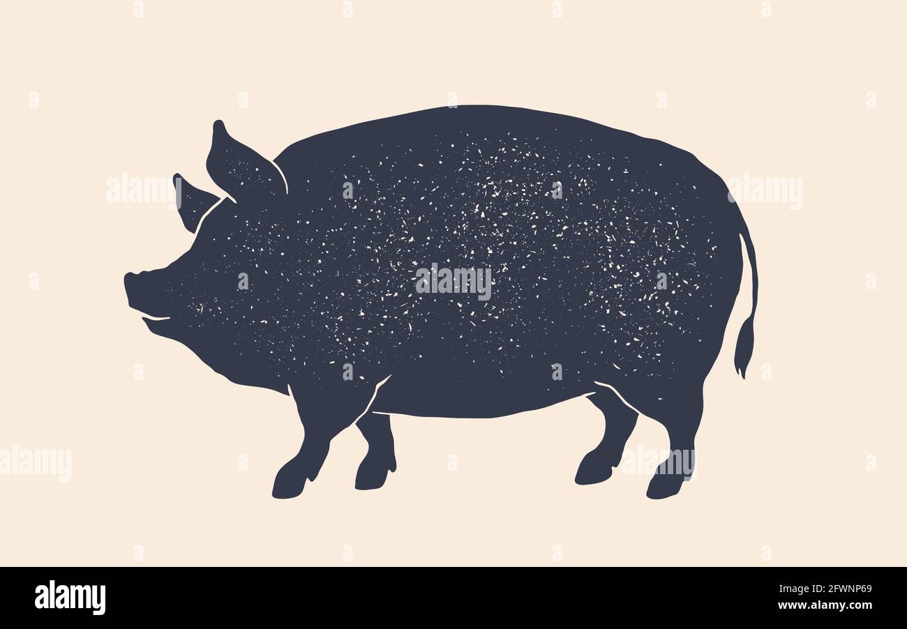 Pig Profile Drawing