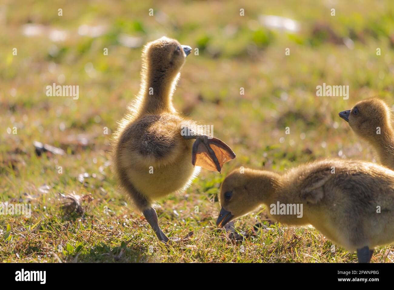 Clumsy goose hi-res stock photography and images - Alamy