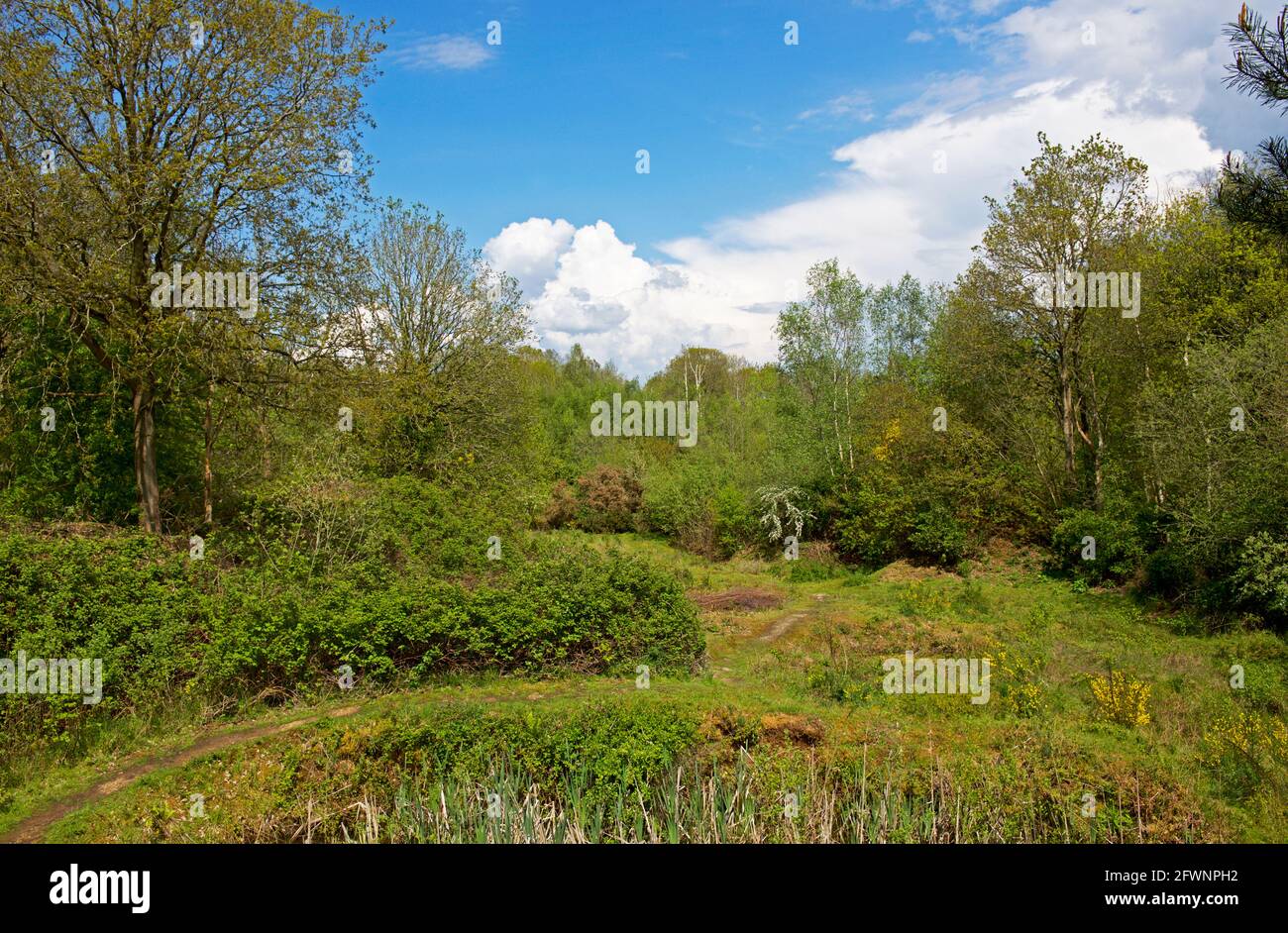 Scrubland england hi-res stock photography and images - Alamy
