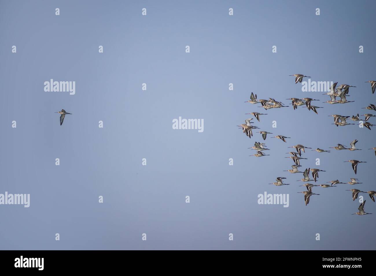 A tiny Black-tailed Godwit flying a little ahead of its flock at Thol ...