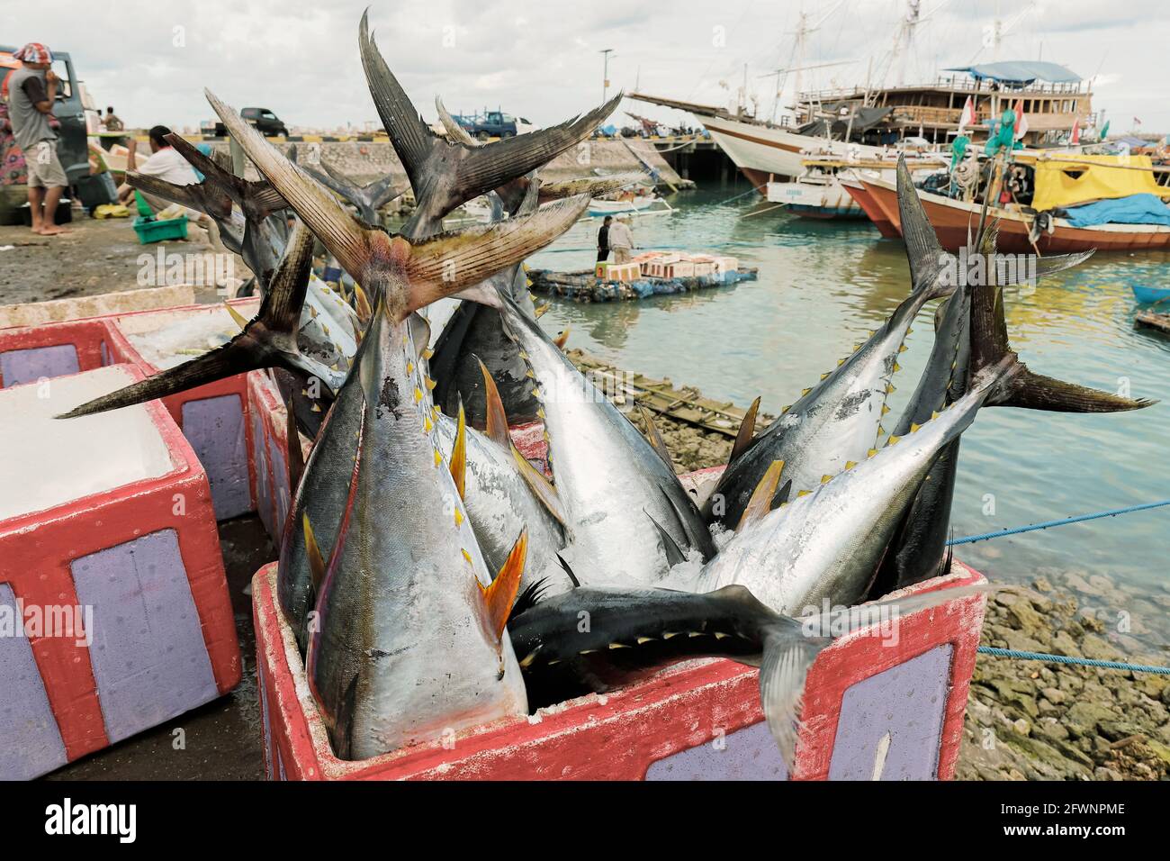 Indian Ocean Yellowfin tuna, a fast-depleting species, at this southern ...