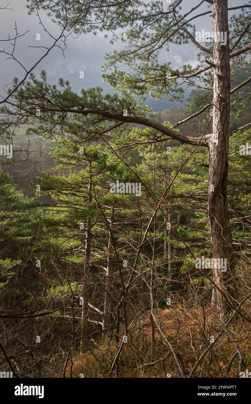 Tall pine trees are a green background of slender tree trunks. A cloudy ...