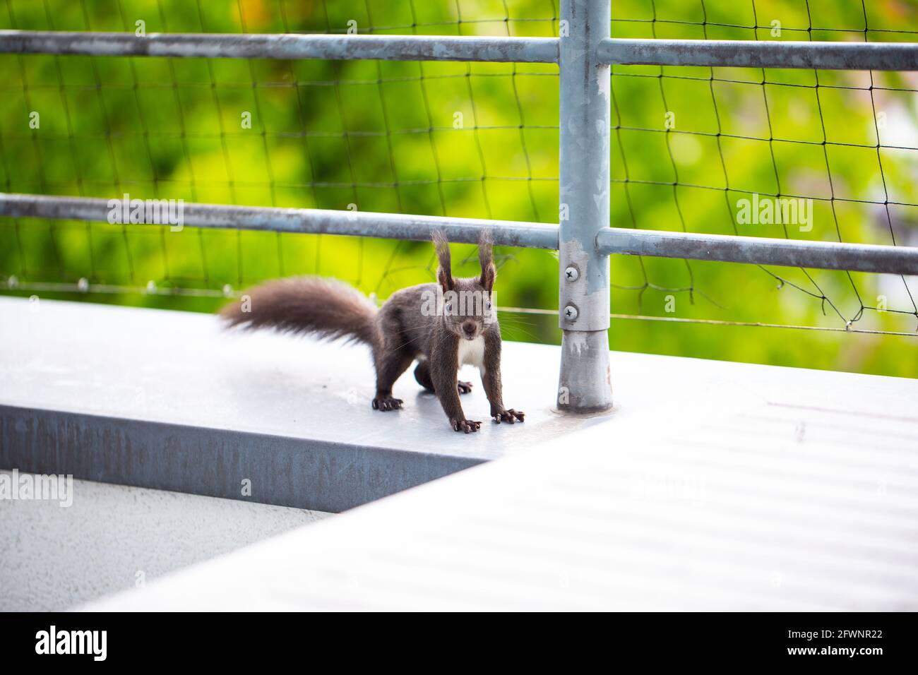 Squirrel on the balcony, gets nuts Stock Photo - Alamy
