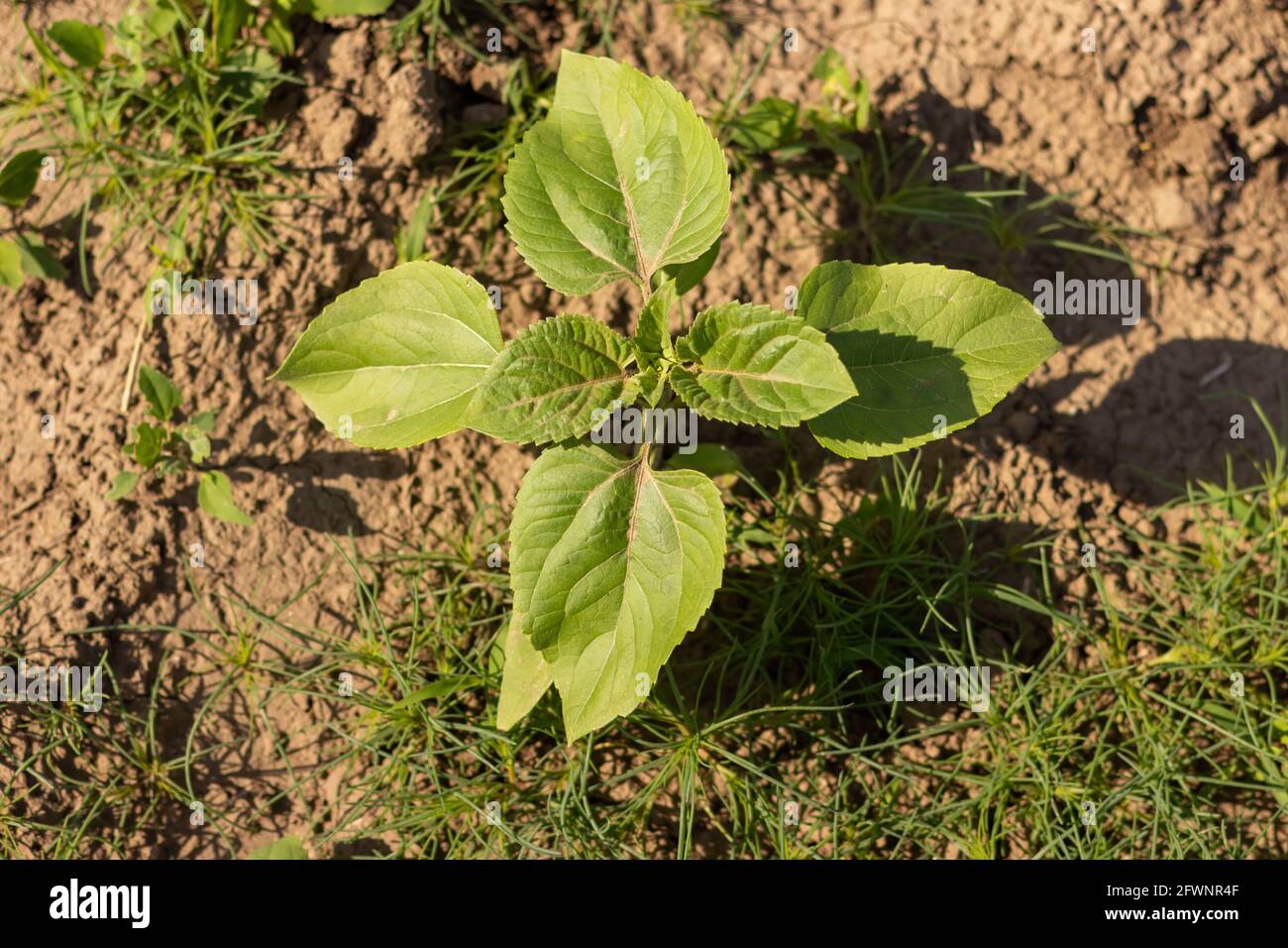 Sunflower sprout growing in the field. Agricultural industry Stock ...