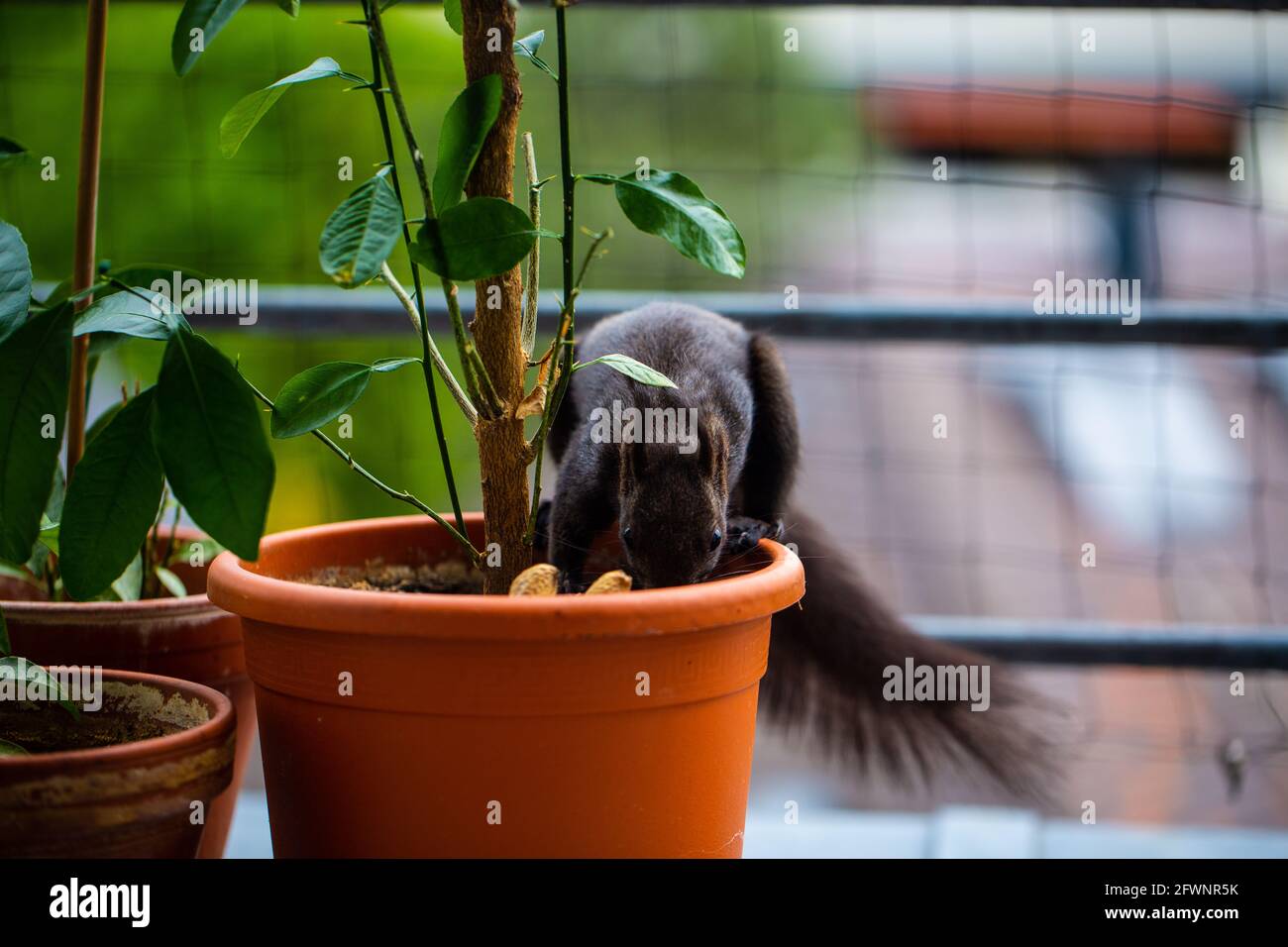 Squirrel on the balcony, gets nuts Stock Photo - Alamy