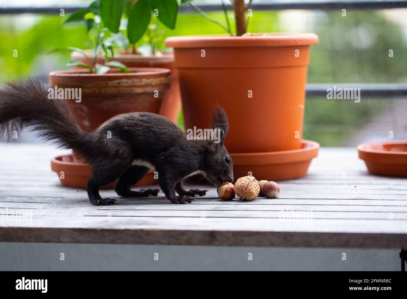 Squirrel on the balcony, gets nuts Stock Photo - Alamy
