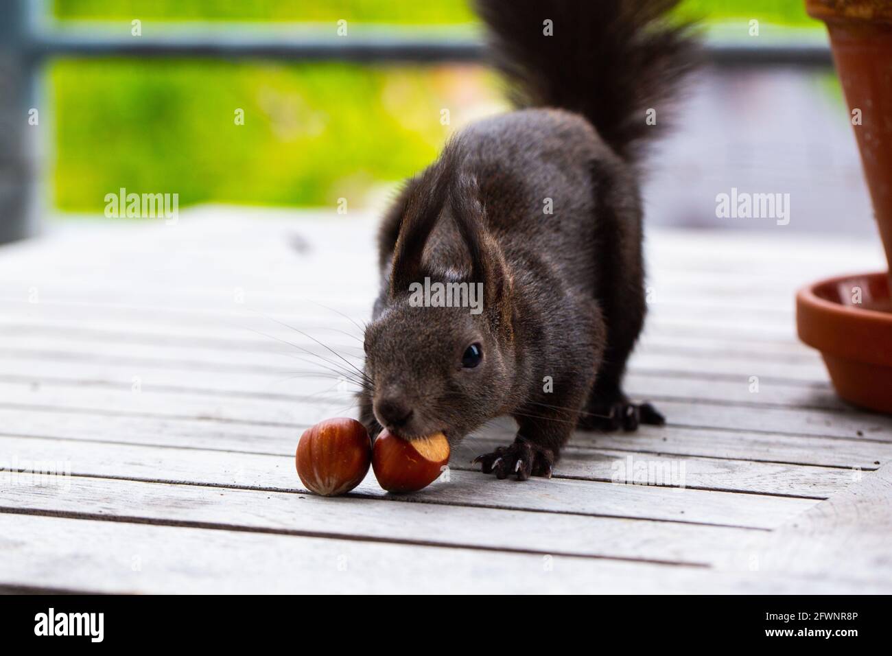 Squirrel on the balcony, gets nuts Stock Photo - Alamy
