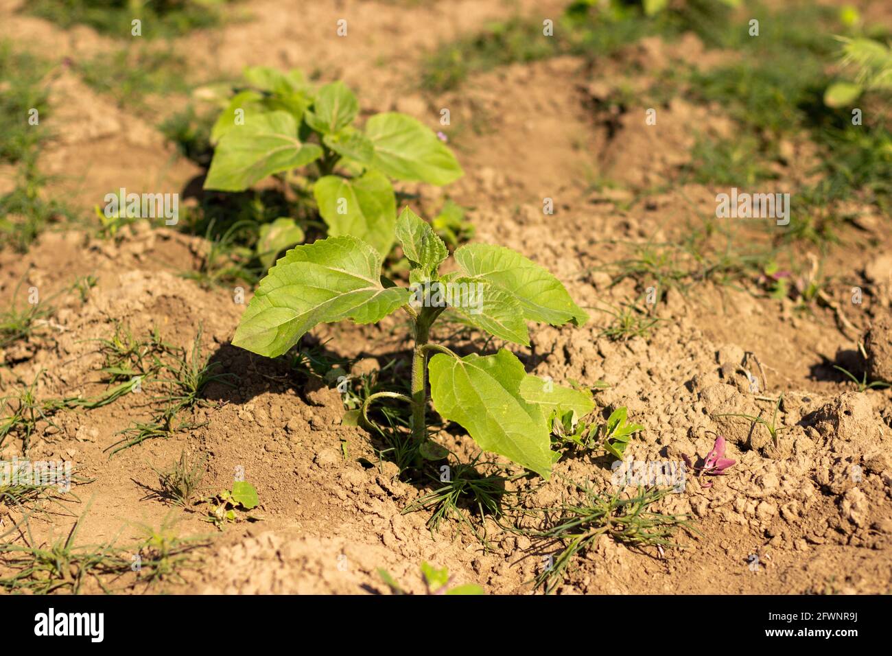 Sunflower sprout growing in the field. Agricultural industry Stock ...