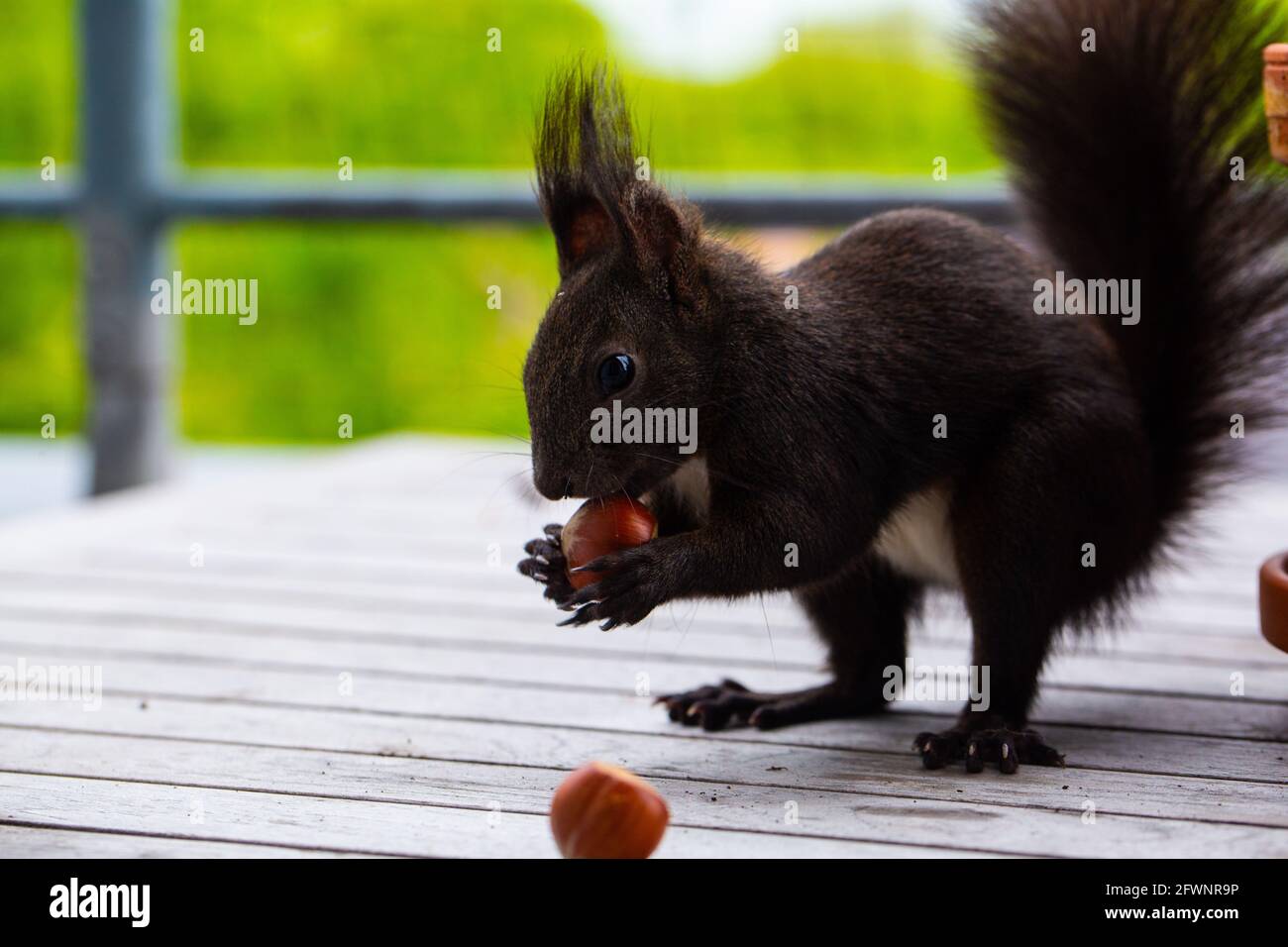Gets nuts hi-res stock photography and images - Alamy