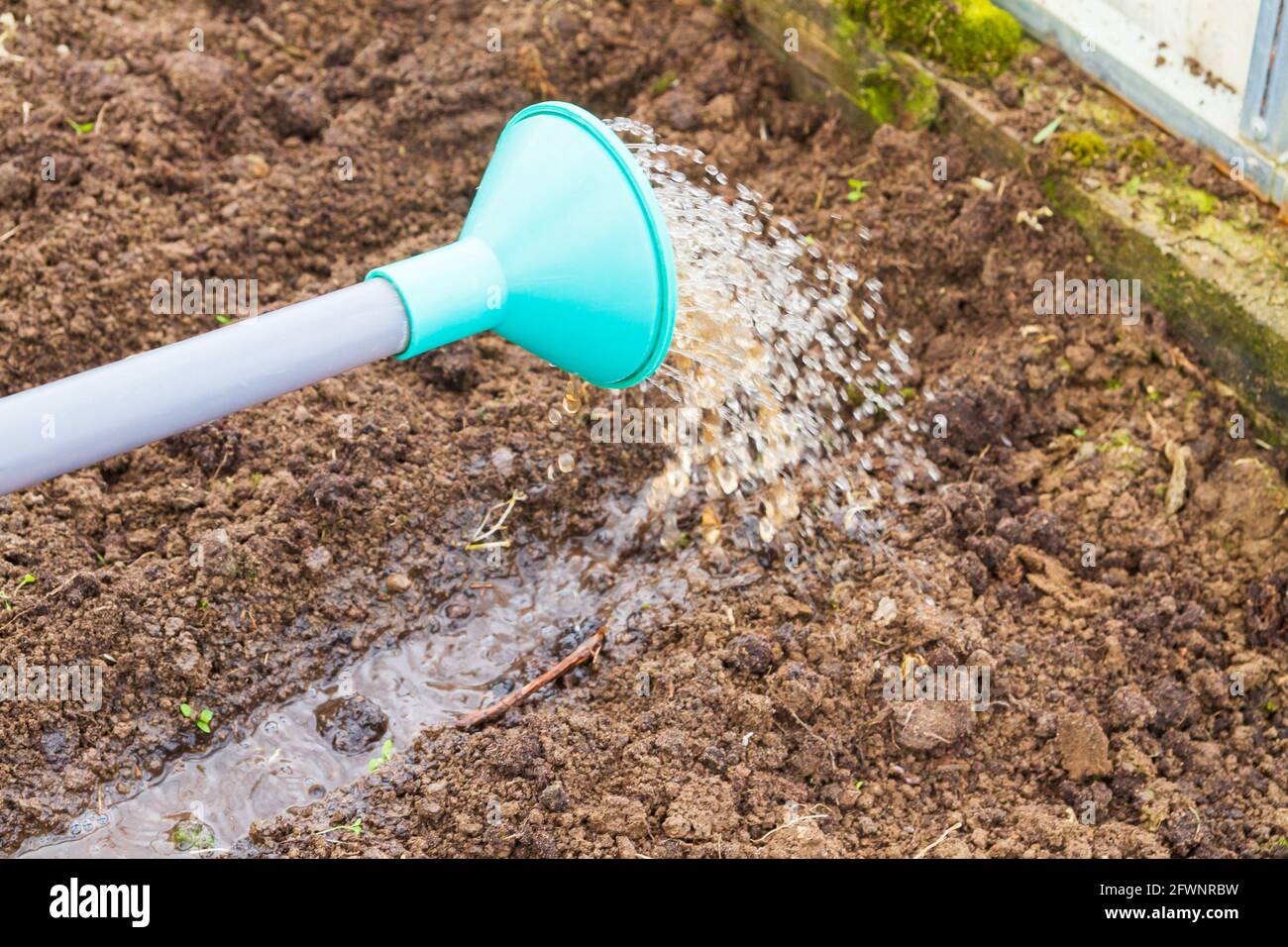 With a watering can, water the ground in the greenhouse in the spring ...