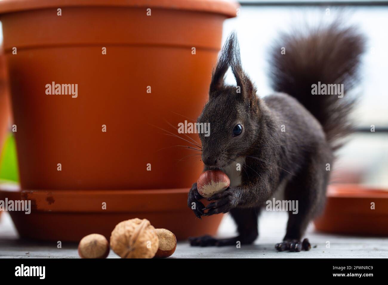 Squirrel on the balcony, gets nuts Stock Photo - Alamy