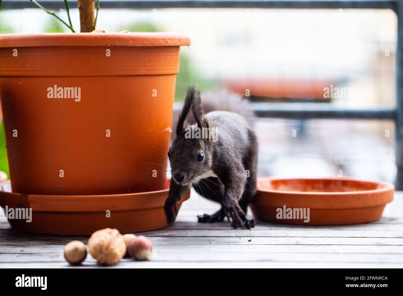 Squirrel on the balcony, gets nuts Stock Photo - Alamy