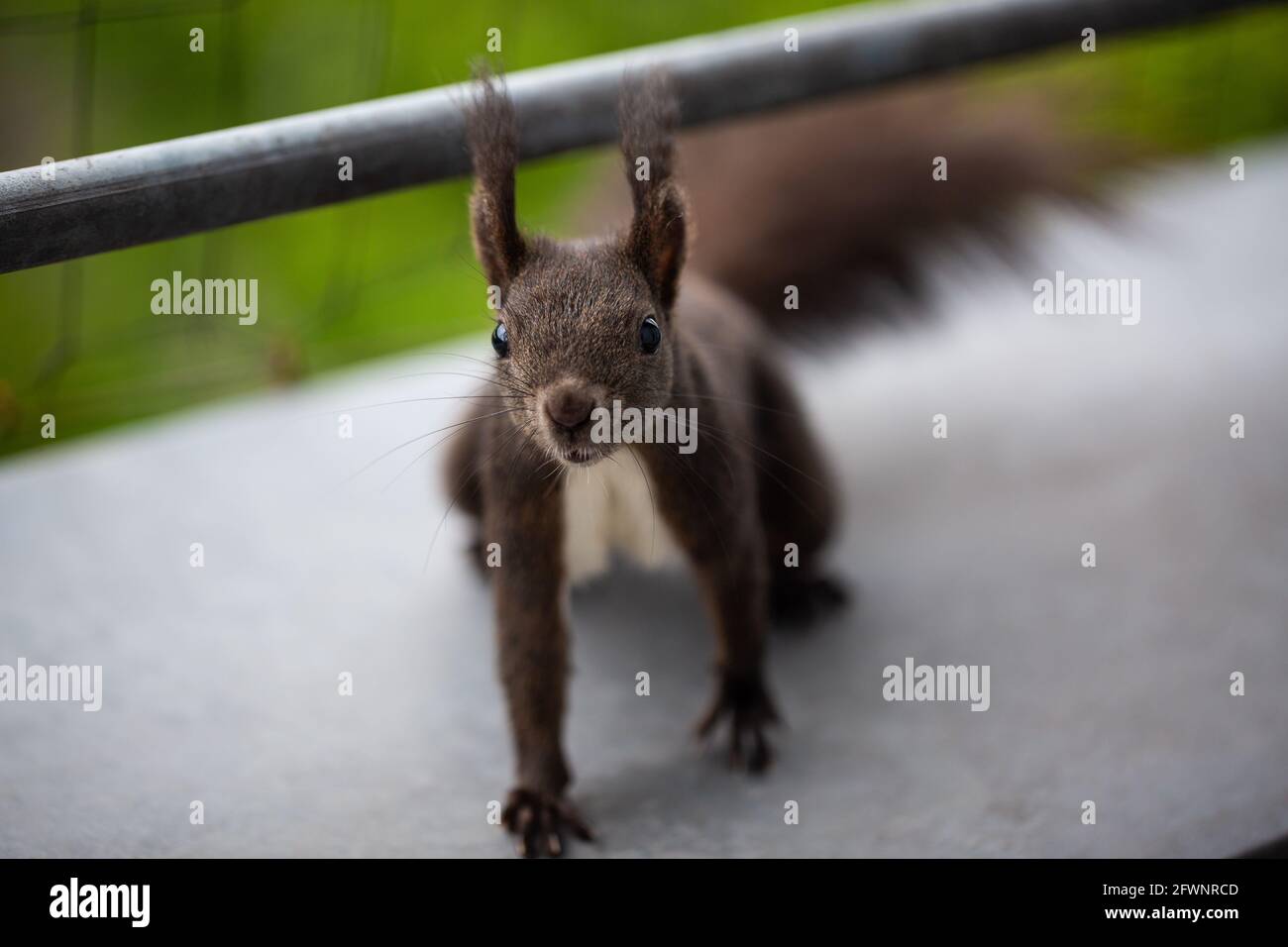 Squirrel on the balcony, gets nuts Stock Photo - Alamy
