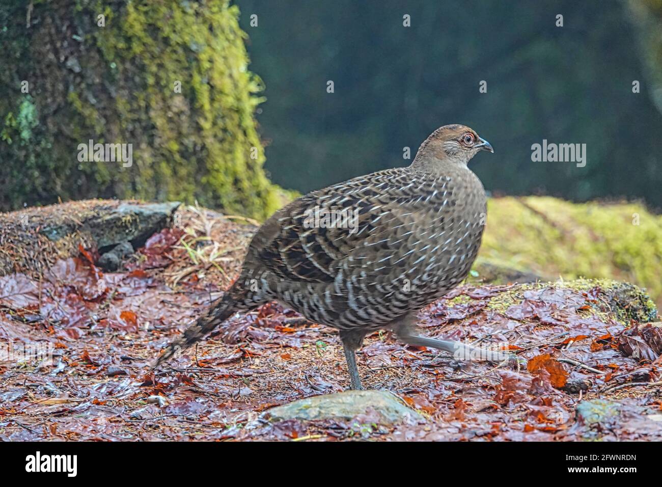 A female Mikado Pheasant( Syrmaticus mikado ) in a meadow.Train, cherry blossom, tree, cloud ...