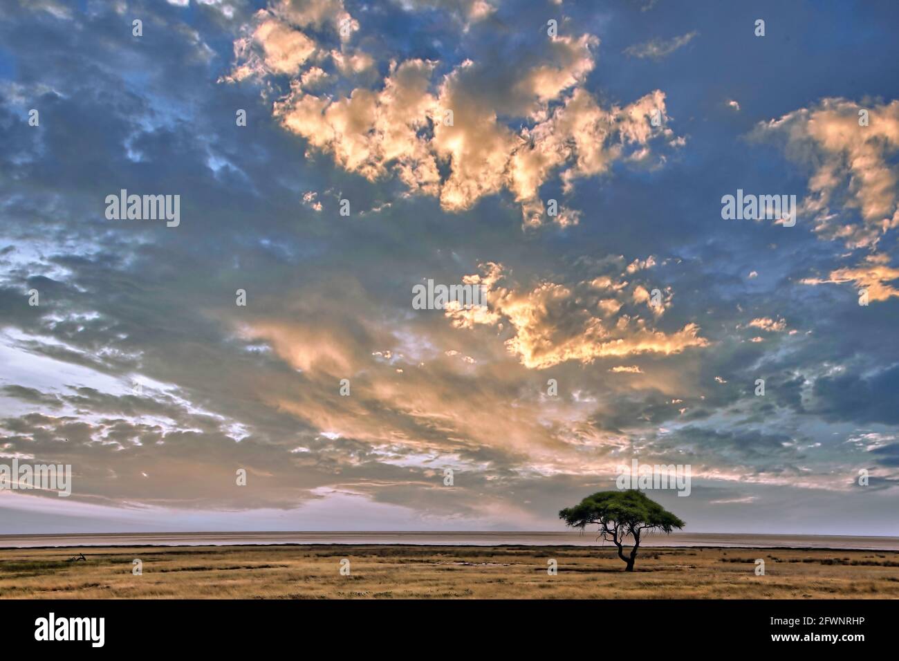 Landscape at Etosha National Park, Namibia Stock Photo - Alamy