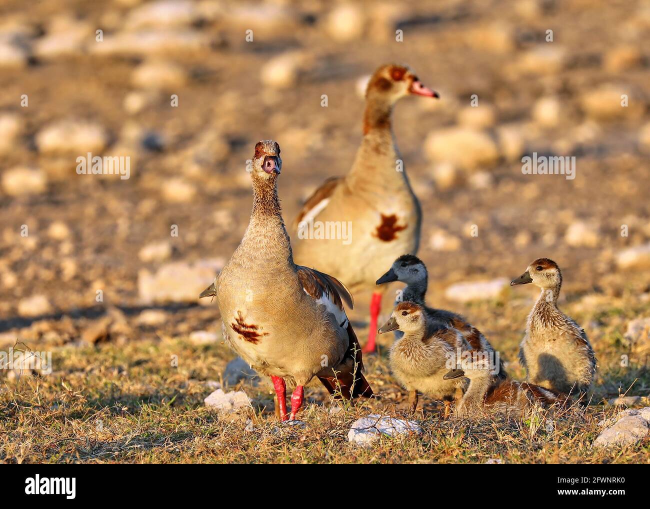 Nile geese hi-res stock photography and images - Alamy