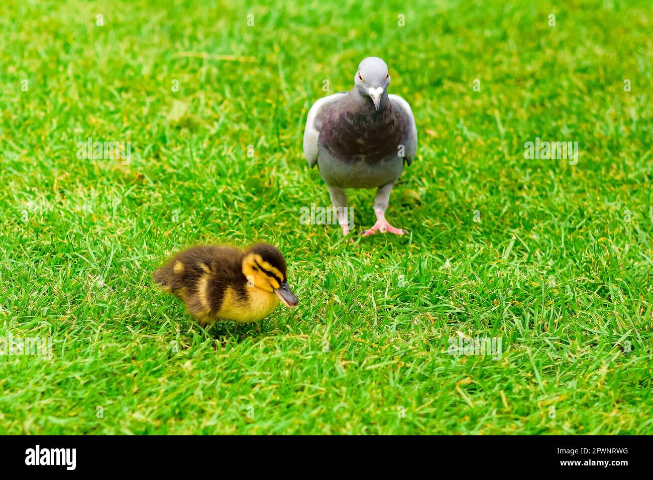 Duckling with pigeon Stock Photo - Alamy