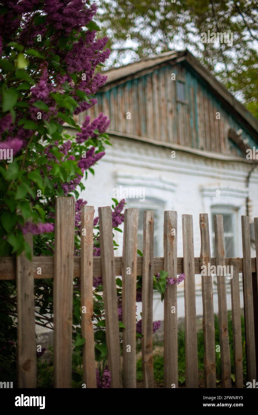 Lilac bush behind an old picket fence. Rural house in blurred ...