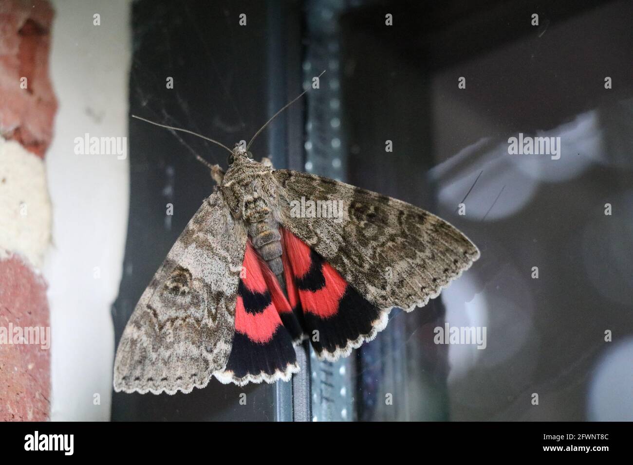 Dull forewings hi-res stock photography and images - Alamy