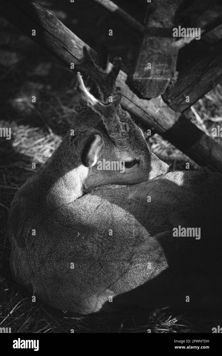 Produce of region Black and White Stock Photos & Images - Alamy