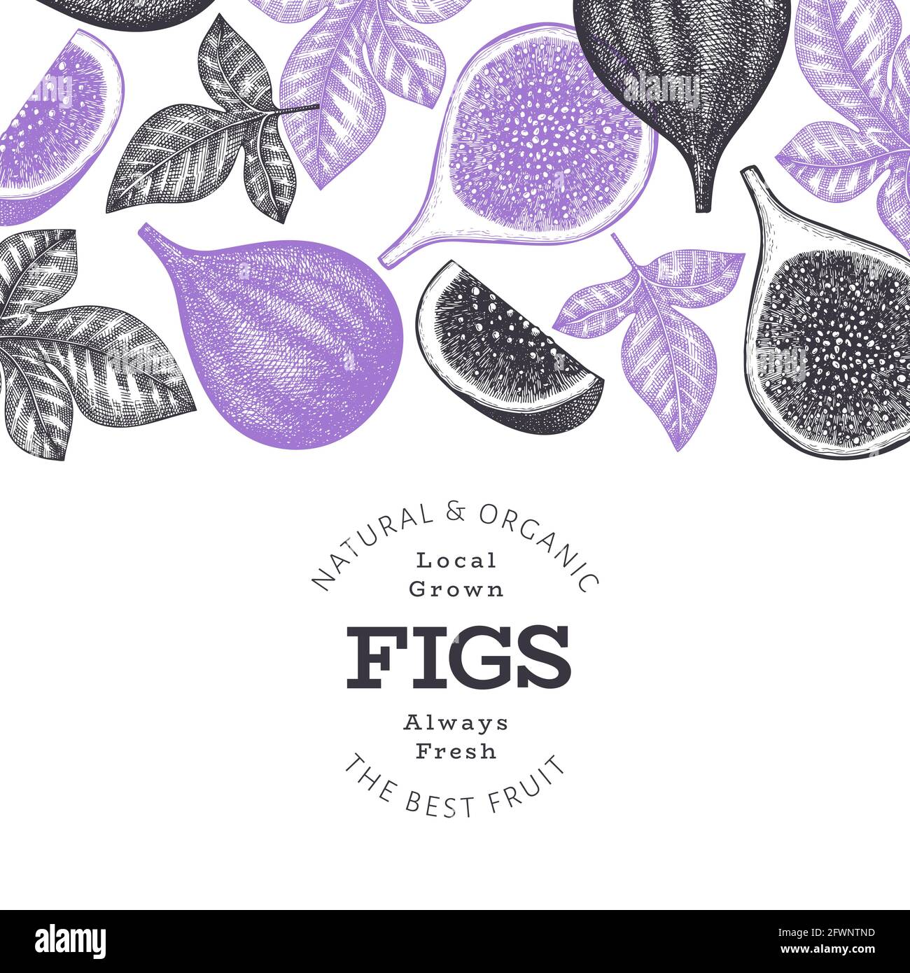 Hand drawn fig fruits design template. Organic fresh food vector ...