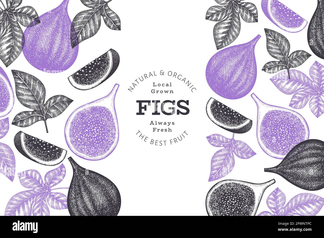 Hand drawn fig fruits design template. Organic fresh food vector ...