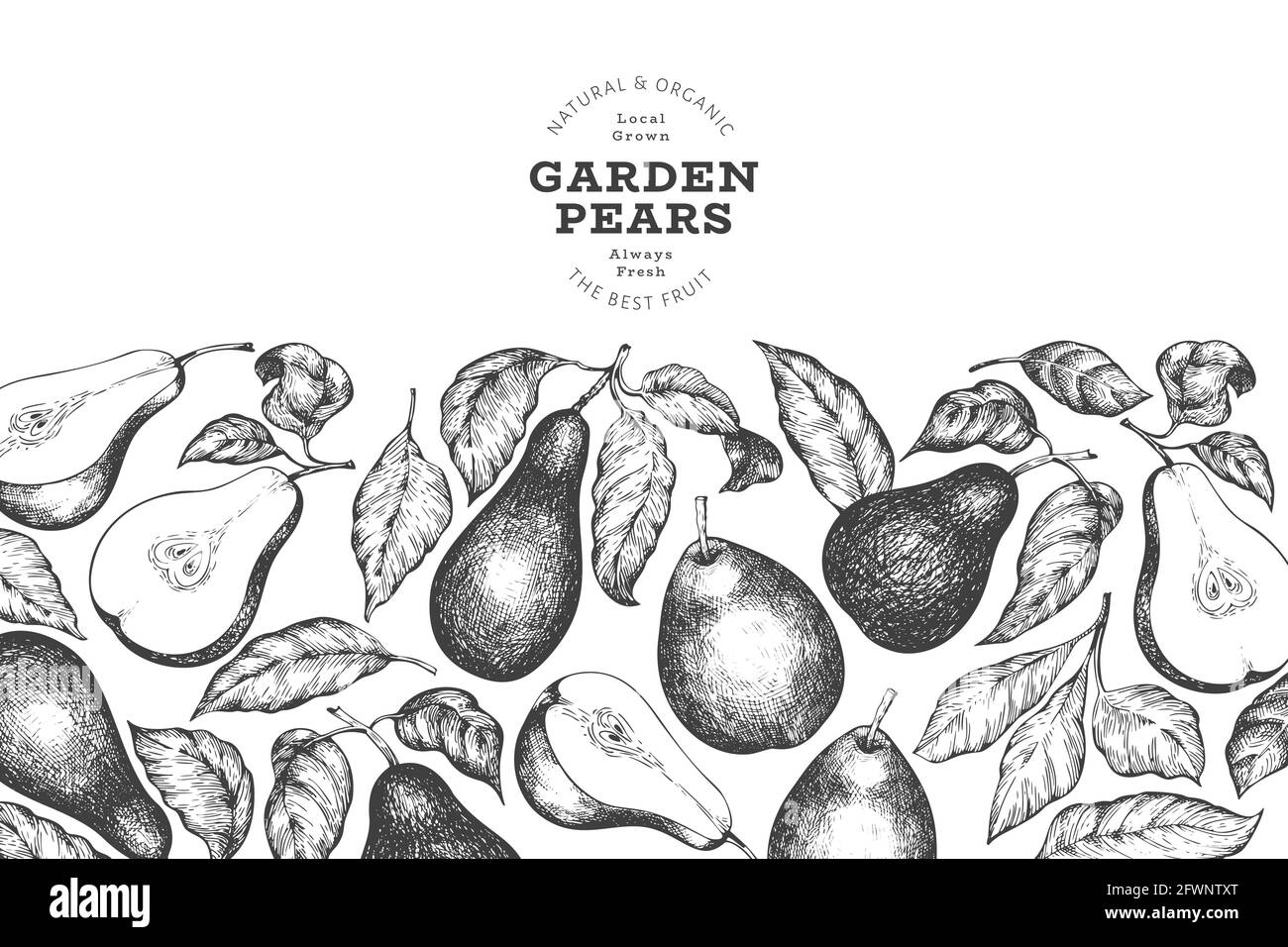 Pear design template. Hand drawn vector garden fruit illustration ...