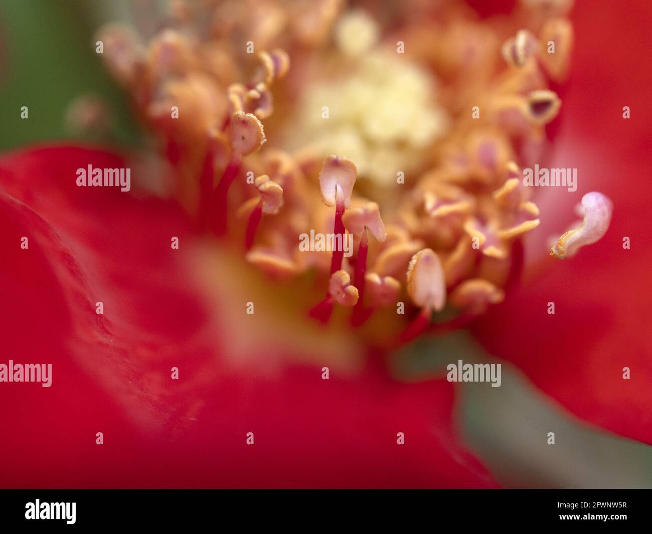 rosehip pistil close up macro detail Stock Photo - Alamy