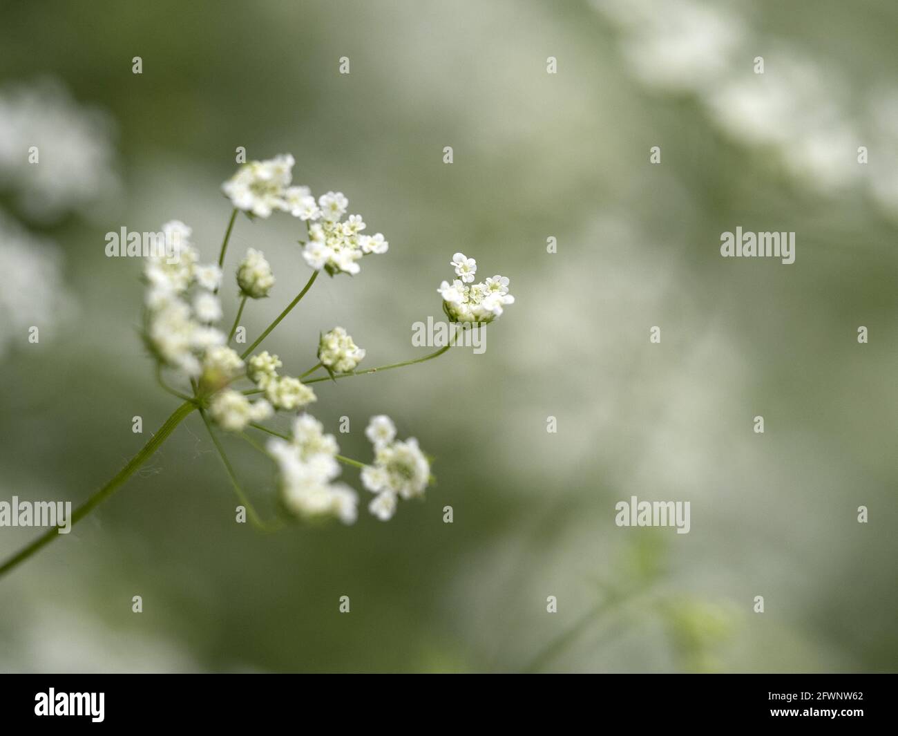 Chervil white flower close hi-res stock photography and images - Alamy