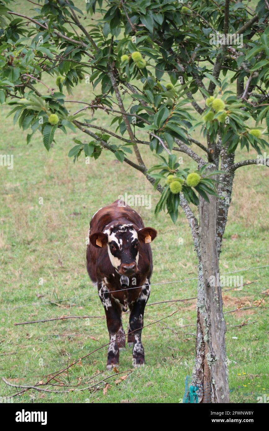 little calf standing next to a young fruit tree in the meadow Stock ...
